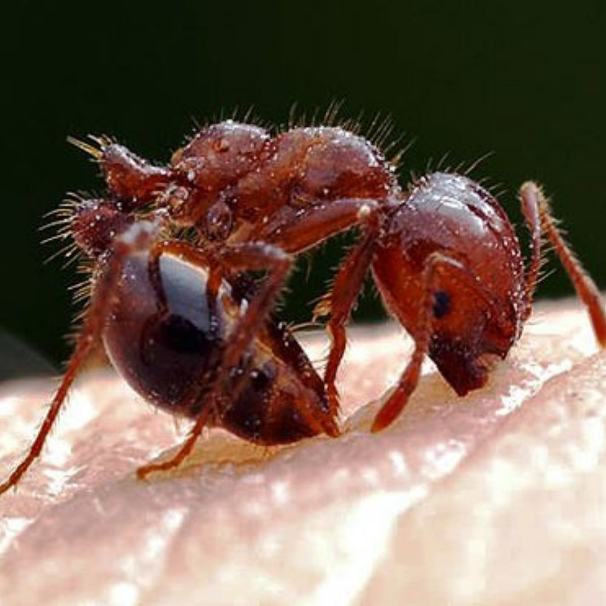 Fire Ant Treatment Ipswich & Brisbane | 2024 Award-Winning Compliance ...